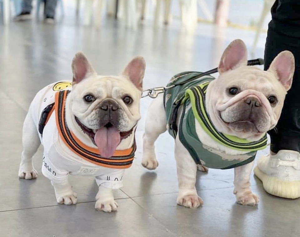 Whisperwilow French Bulldogs – Breeder of exquisite and comical Frenchies