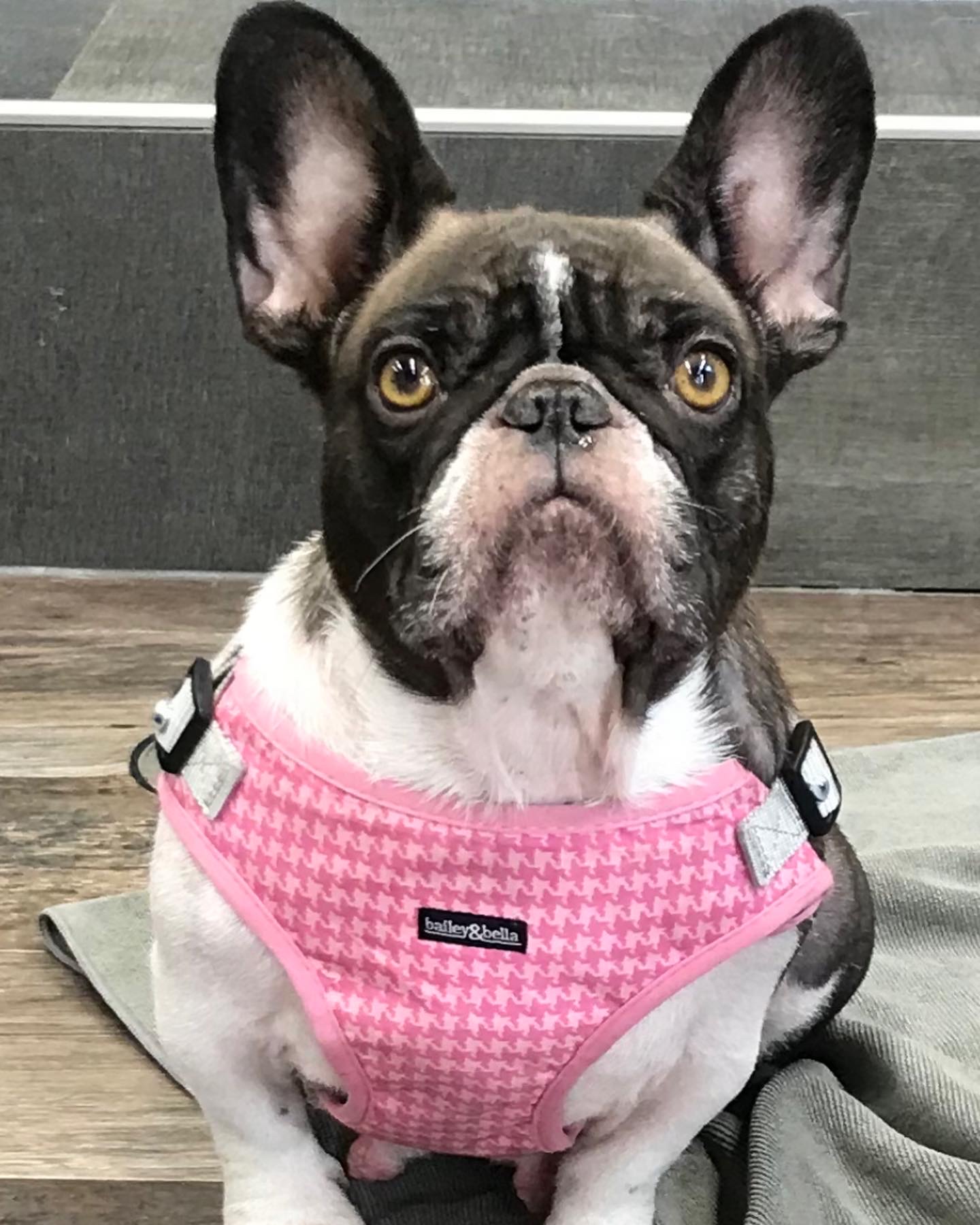 How To Get On Our Waitlist – Whisperwilow French Bulldogs